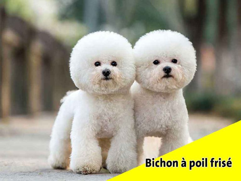 Races de chiens qui ne créeront pas d'odeur dans votre maison - Chats ...