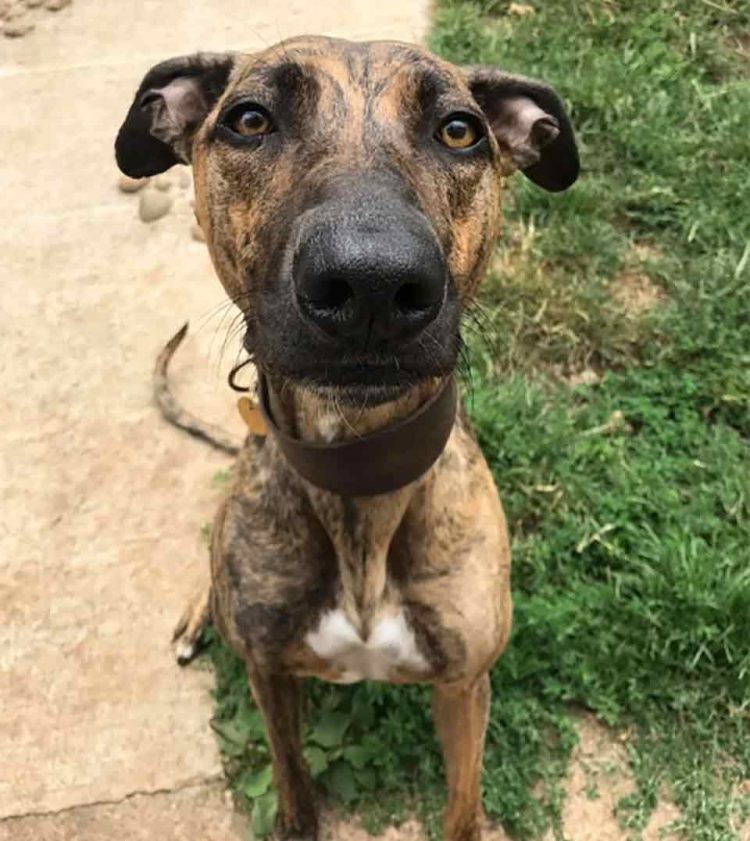 Cette chienne a vu 941 animaux adoptés dans un refuge en attendant un ...