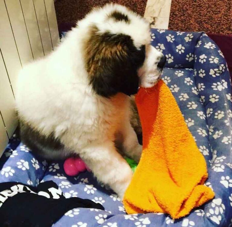 Une femme a adopté un chiot Saint-Bernard. Elle a partagé ce qui lui ...