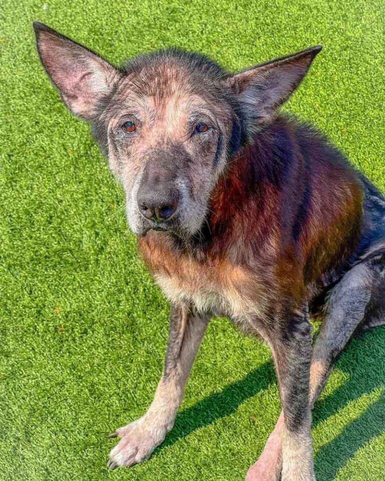 Une créature ridée ressemblant à un loup se transforme complètement ...