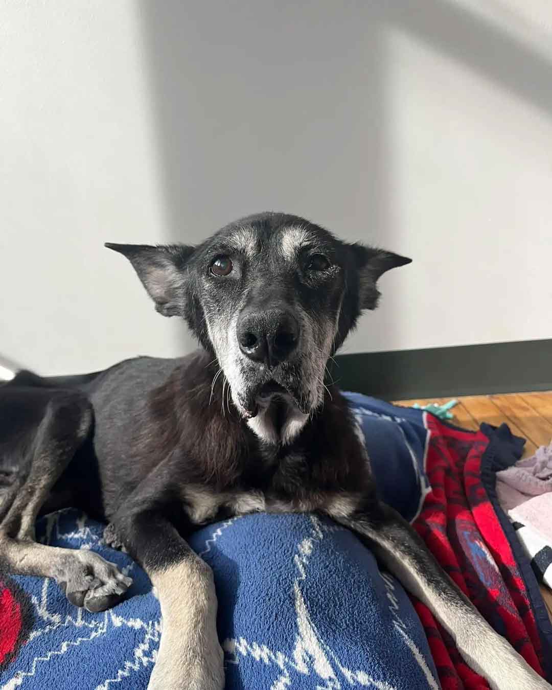 Une créature ridée ressemblant à un loup se transforme complètement ...