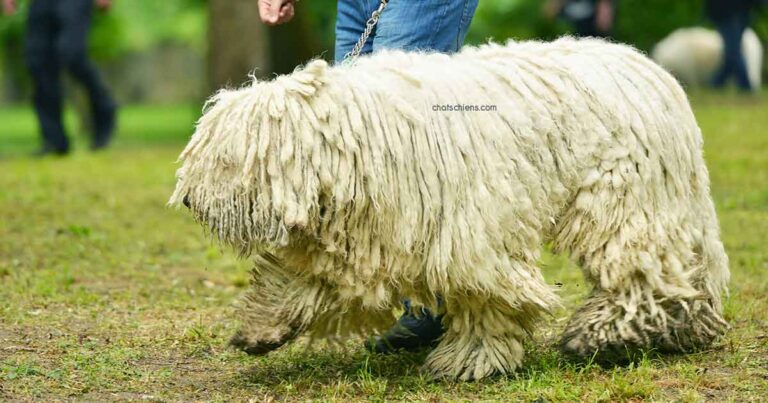 Komondor : caractéristiques, caractère, santé, alimentation et prix