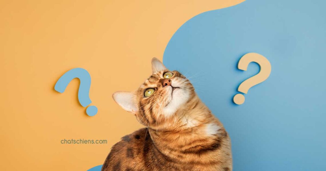 Questions Fréquentes - Chats et Chiens