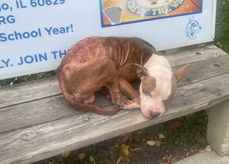 Un chien abandonné frissonne sur le banc d’un bus, espérant retrouver ...