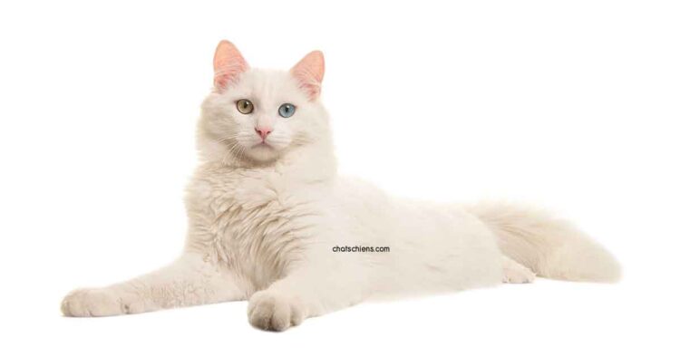 Angora turc : caractéristiques, caractère, santé, alimentation et prix