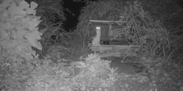 Une paire d'yeux brillants sur une caméra de sécurité s'avère être un ...