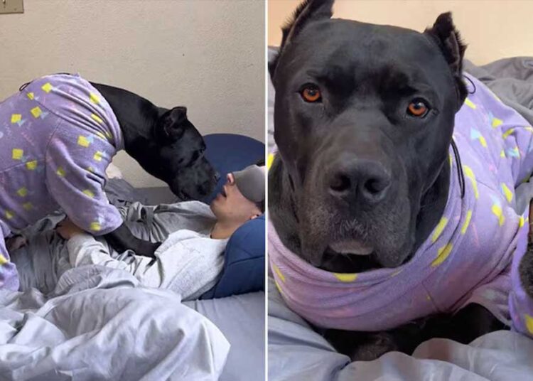 Ce chat atteint d'une difformité faciale est désormais une star des ...