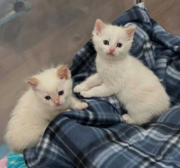 Ils trouvent un chaton dehors et ne cessent de chercher ses frères et sœurs chats pour qu'ils ...